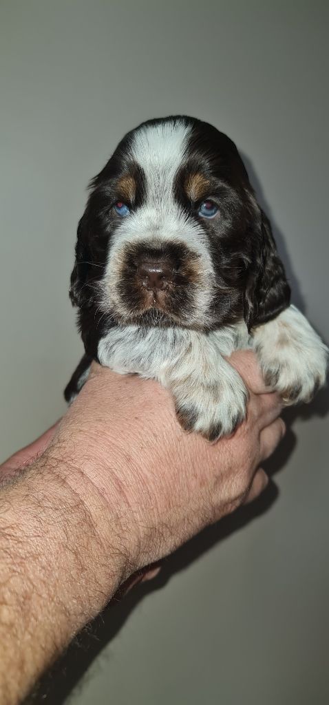Chiot Cocker Spaniel Anglais - VALENTIN bleu Du Domaine De La Pruneraie