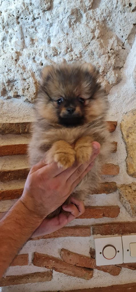Chiot Spitz allemand - UN EMPIRE Du Domaine De La Pruneraie