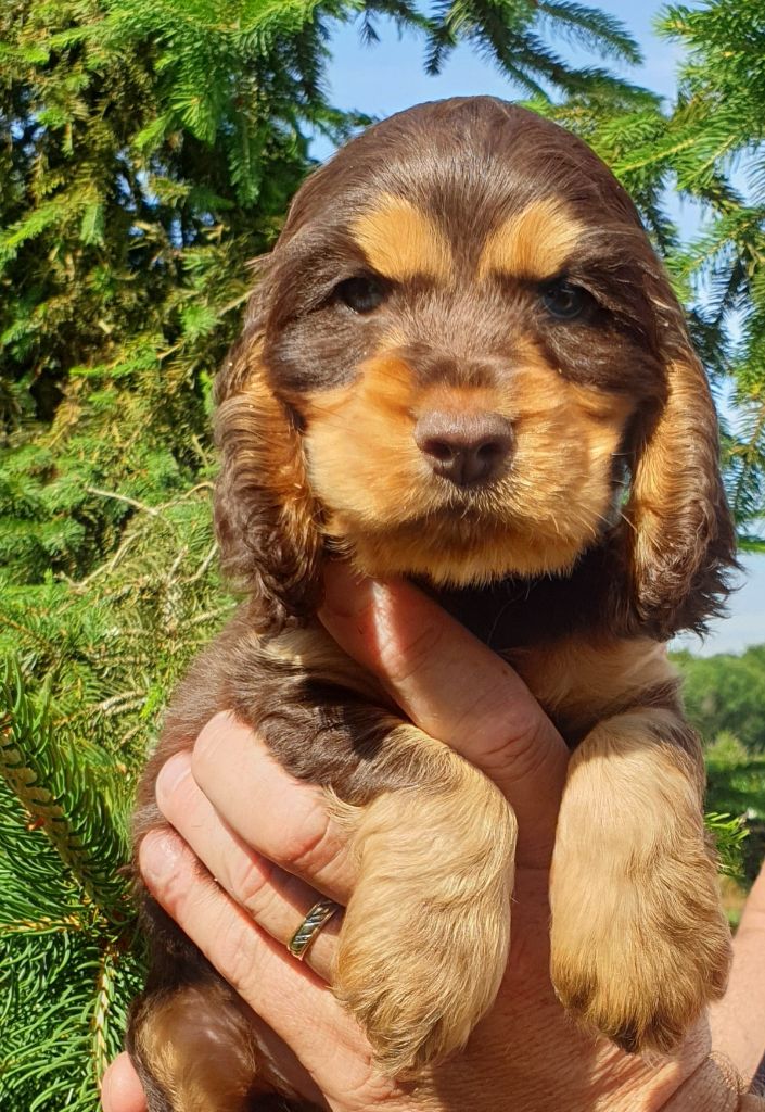 Chiot - Elevage Du Domaine De La Pruneraie - eleveur de chiens Cocker ...