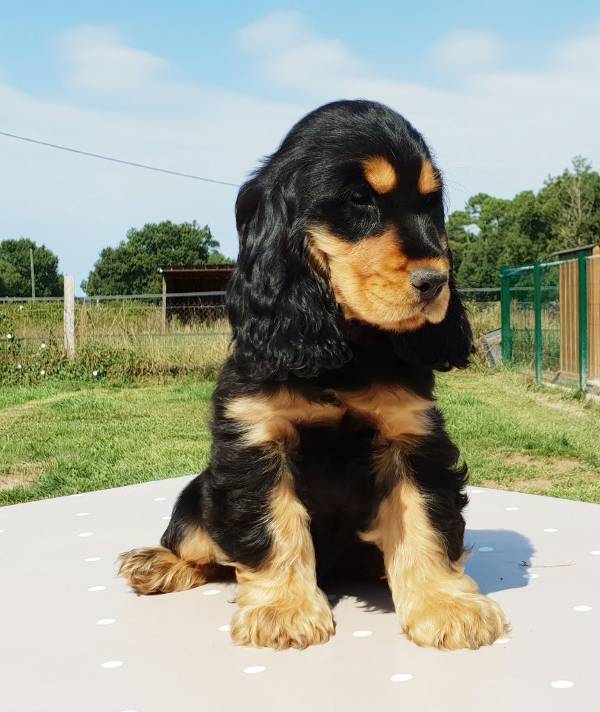 Accueil - Elevage Du Domaine De La Pruneraie - eleveur de chiens Cocker ...