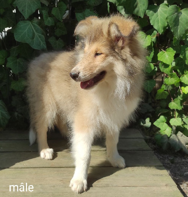 Chiots de race Colley à poil long LOF à vendre en France