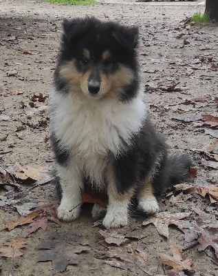 Chiots de race Colley à poil long LOF à vendre en France