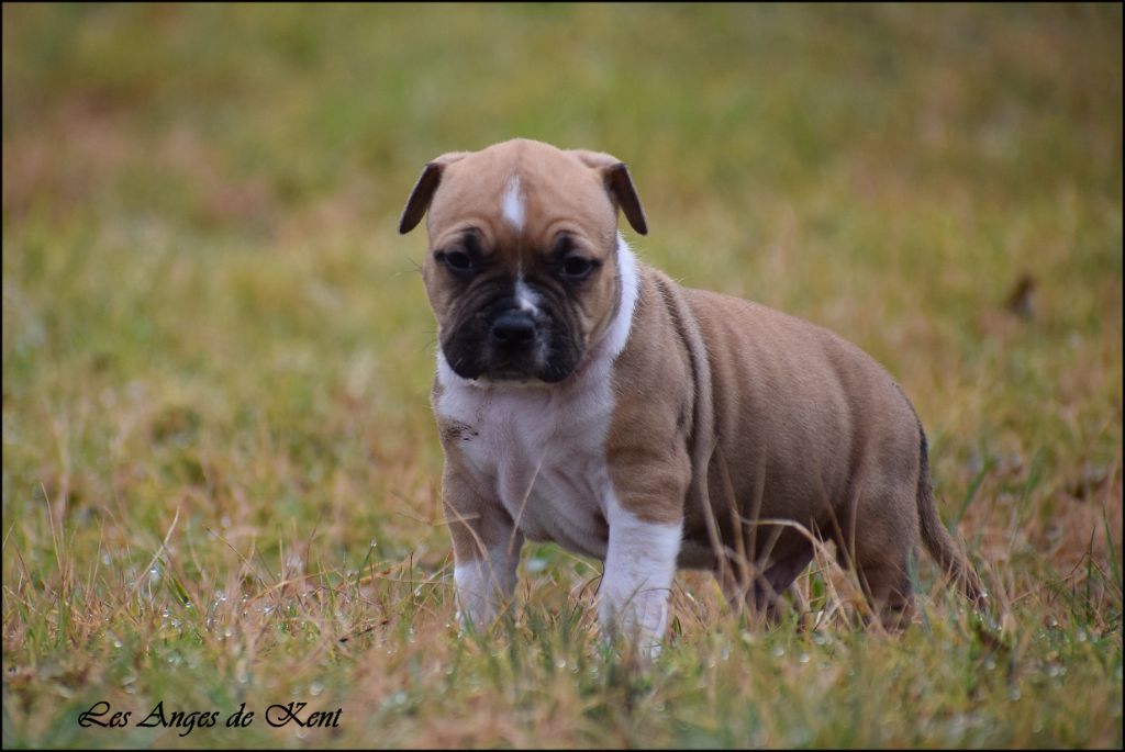Chiot American Staffordshire Terrier - M6 Des Anges De Kent