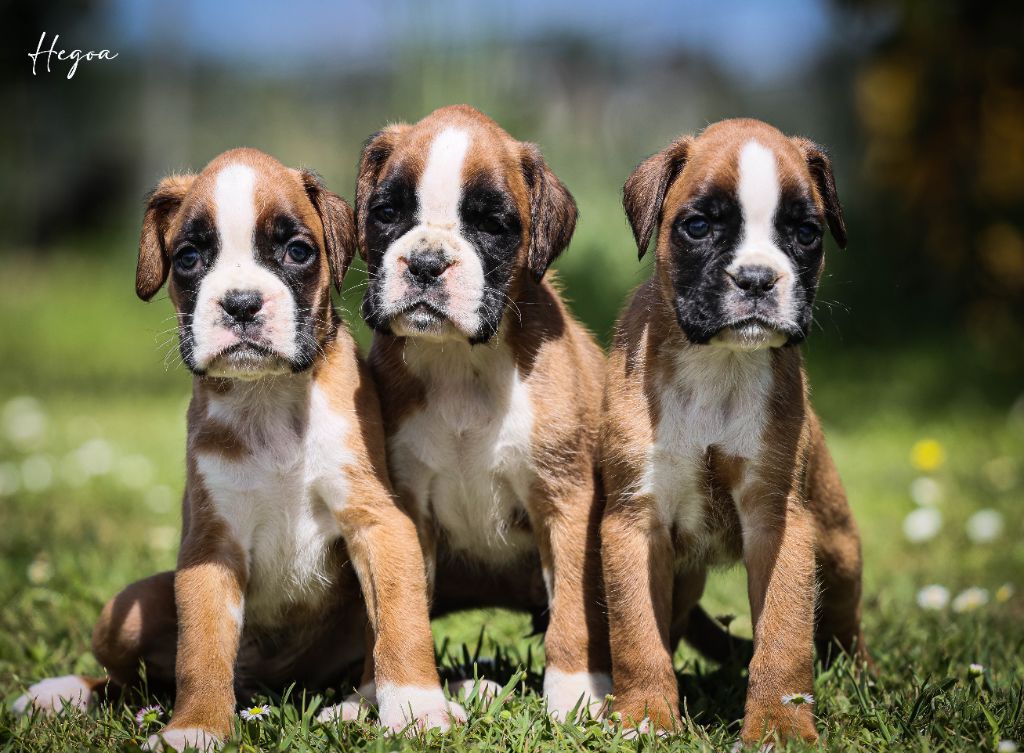 Tous nos chiots à vendre de race Boxer en France