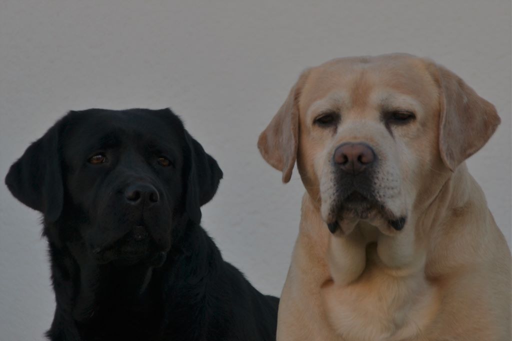 Accueil - Elevage Angelcraft - eleveur de chiens Labrador Retriever