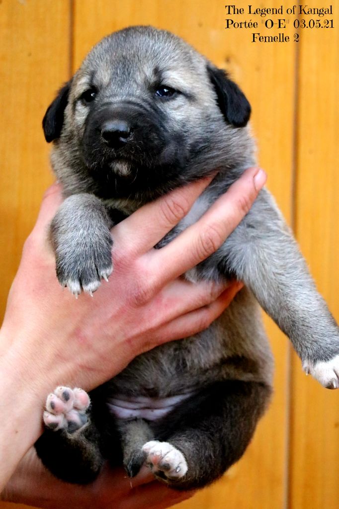 Accueil - Elevage The Legend Of Kangal - eleveur de chiens Berger d ...