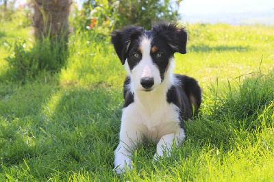 Chiots LOF Border Collie à vendre en Auvergne-Rhone-Alpes