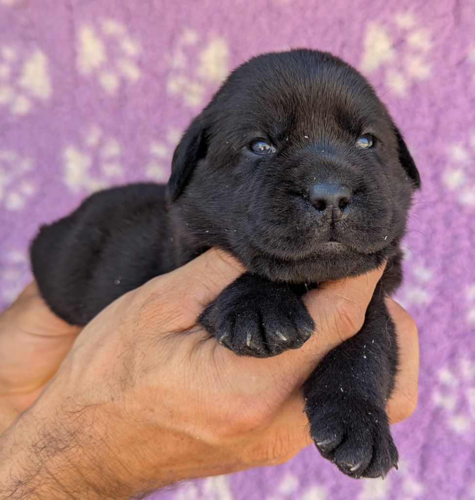 Chiot Labrador Retriever - Femelle noire collier noir Du Domaine Charlésien