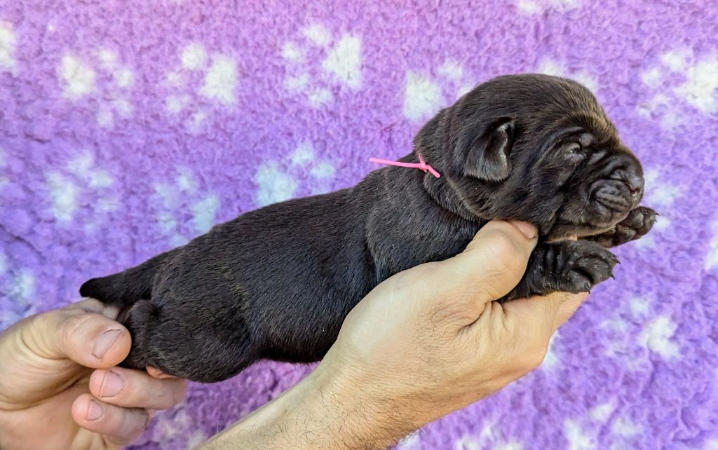 Chiot Labrador Retriever - Femelle chocolat, collier rose Du Domaine ...