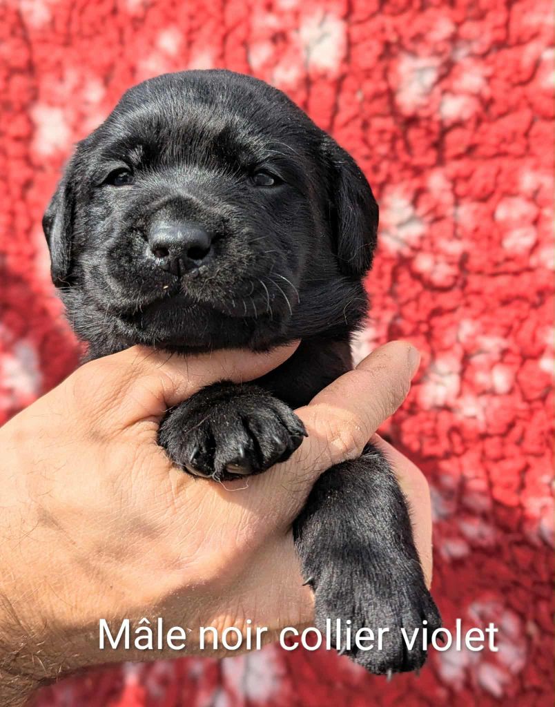Chiot Labrador Retriever - Mâle noir, collier violet Du Domaine Charlésien
