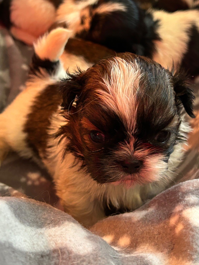 Chiot Shih Tzu - U...... Des Canailles De Boubou