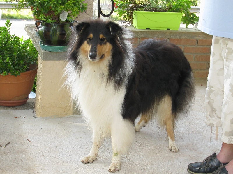 Chien Colley à poil long Fleur de cristal du clos de la boixe