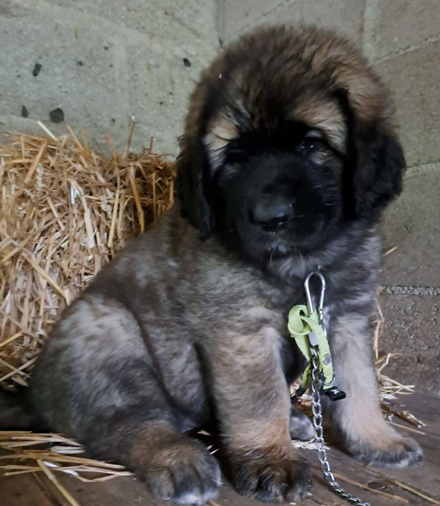 Chiot Leonberger - CHIOT Tieulle du Pont des Aulnes