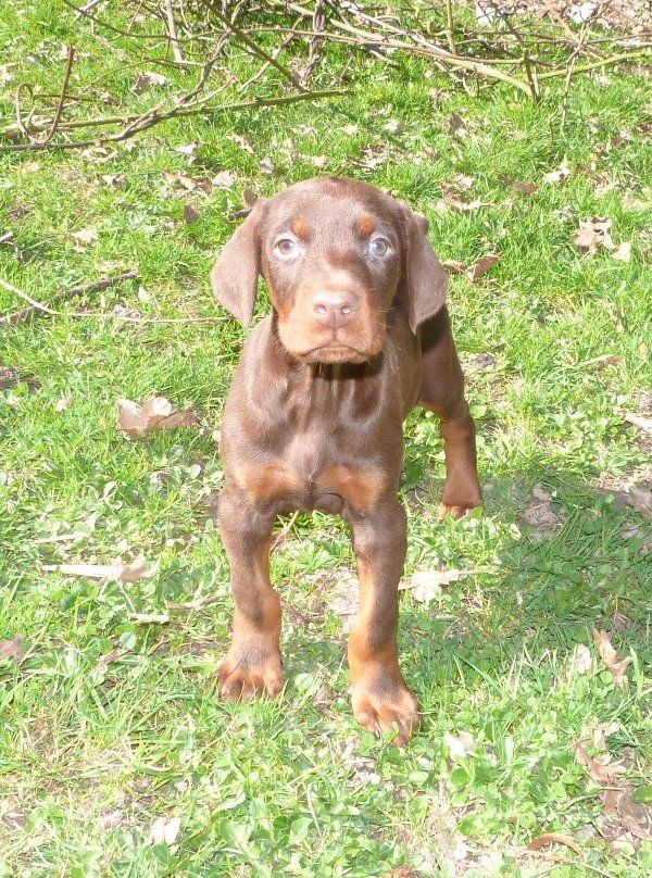 Chiots à vendre - Elevage du Manoir des anges - eleveur de chiens Dobermann