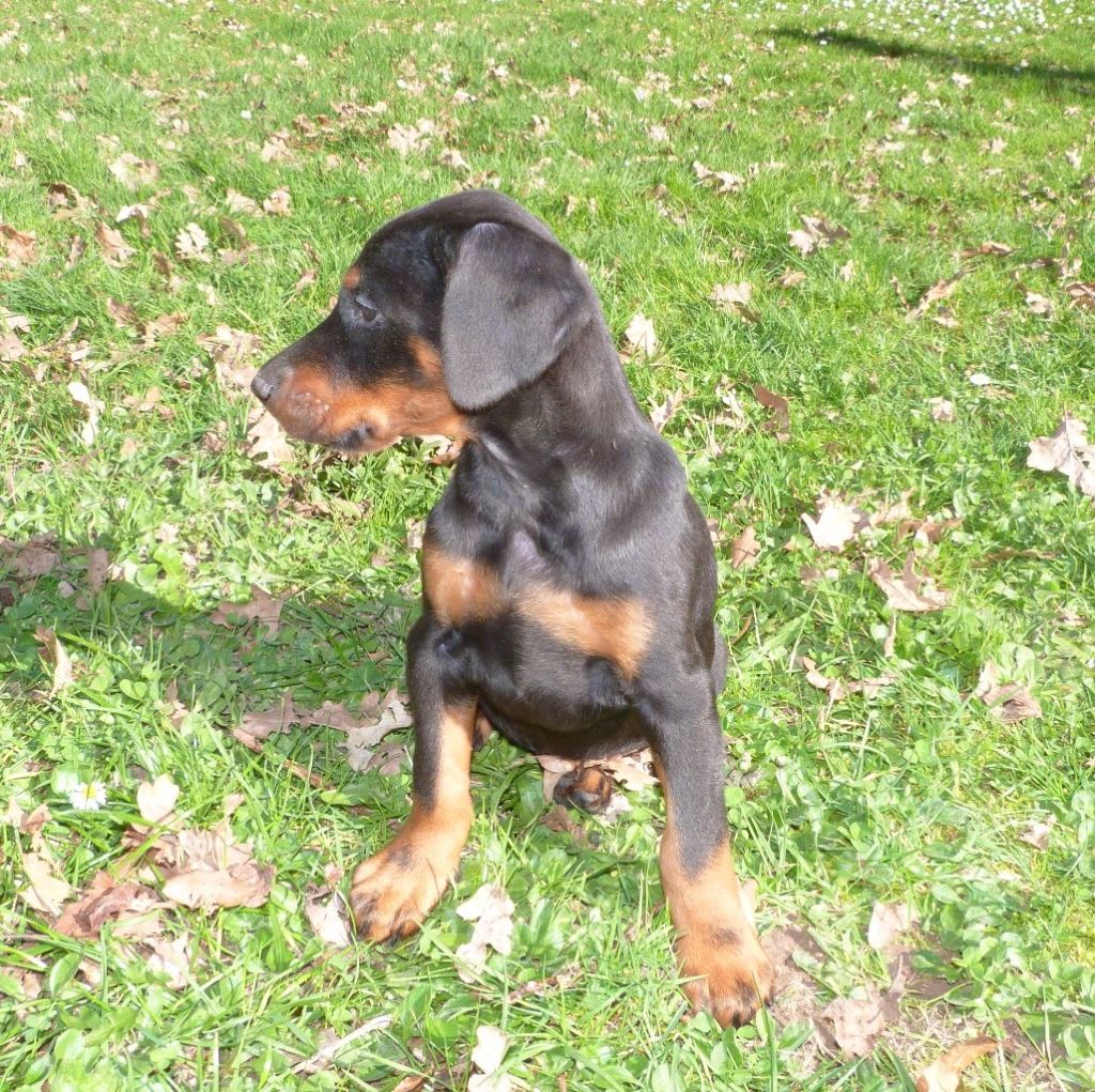 Chiots à vendre - Elevage du Manoir des anges - eleveur de chiens Dobermann