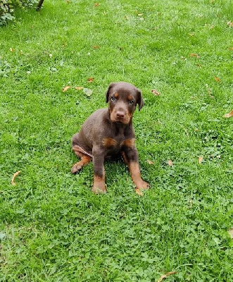 Chiots de race Dobermann LOF à vendre en France