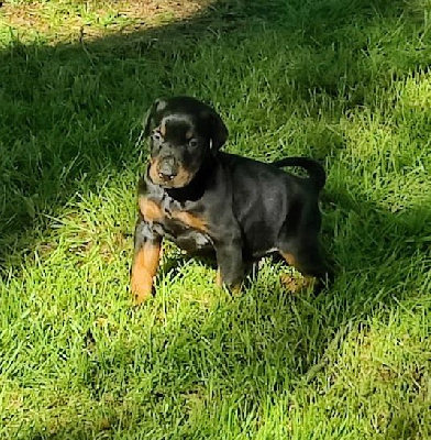 Chiots de race Dobermann LOF à vendre en France