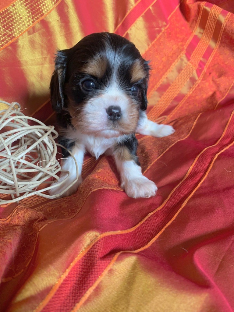 Chiot Cavalier King Charles Spaniel - CHIOT ONITSHA'S