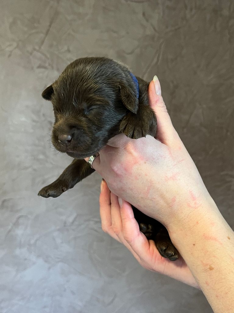 Chiot Labrador Retriever - CHIOT 1 bleu Du Lac Vert