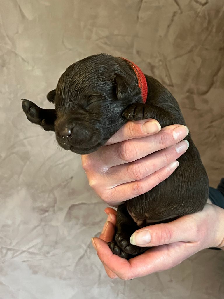Chiot Labrador Retriever - CHIOT 3 rouge Du Lac Vert
