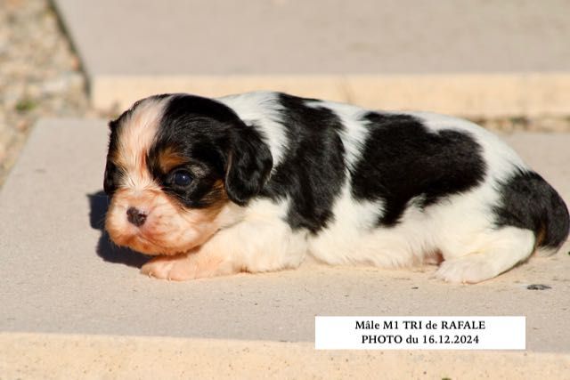 Chiot Cavalier King Charles Spaniel - M1 de RAFALE de la Bastide du Jas ...