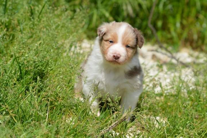 Chiot Berger Australien - Rouge merle queue longue des Ptits Bergers en ...
