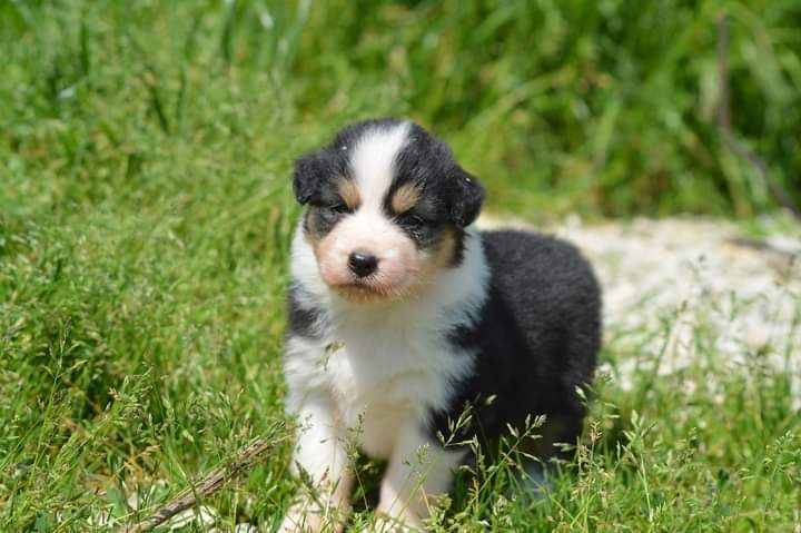 Chiot Berger Australien - Noir tri queue longue des Ptits Bergers en ...