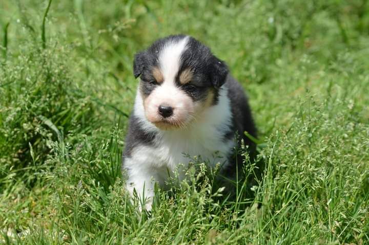 Chiot Berger Australien - Noir tri queue longue des Ptits Bergers en ...