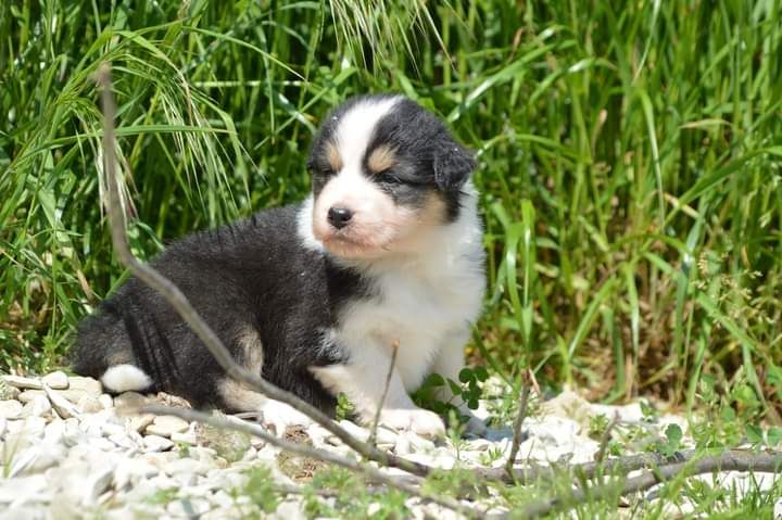 Chiot Berger Australien - Noir tri queue longue des Ptits Bergers en ...