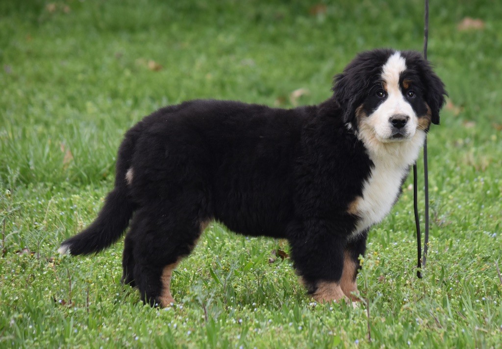 Chiot Bouvier Bernois - Femelle SC De la Ferme de la Pessoutie