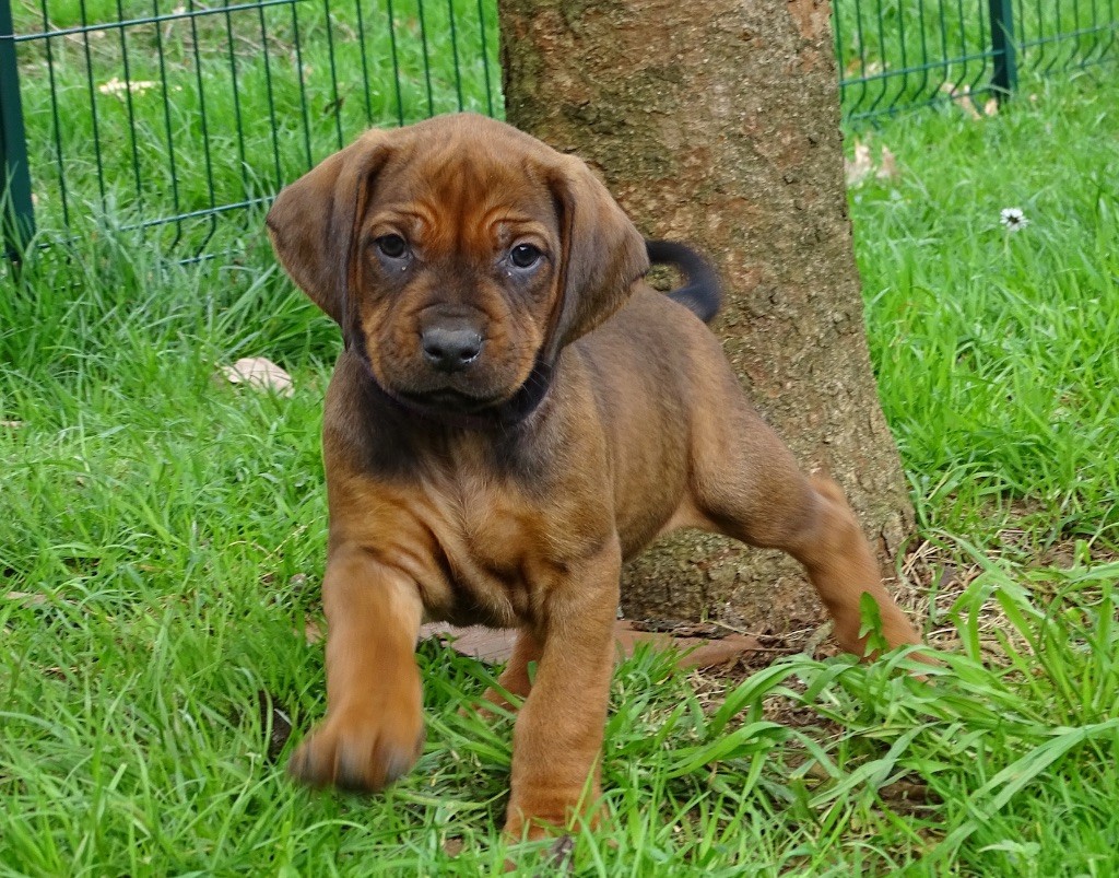 Chiots à vendre - Elevage De la Ferme de la Pessoutie - eleveur de ...