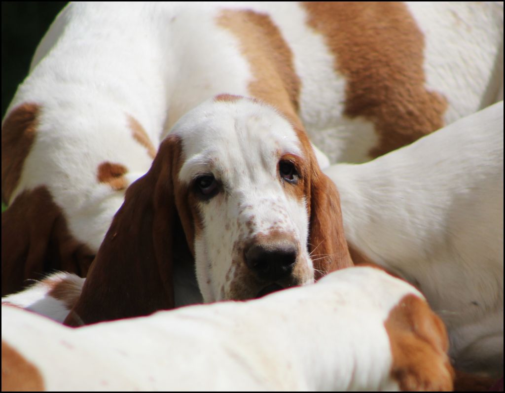 Chiots de race Basset Hound en Normandie