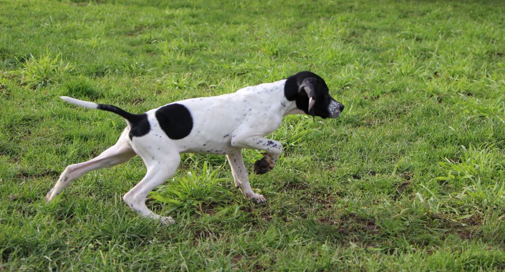 Chiots de la race Pointer disponibles sur chiots-de-france