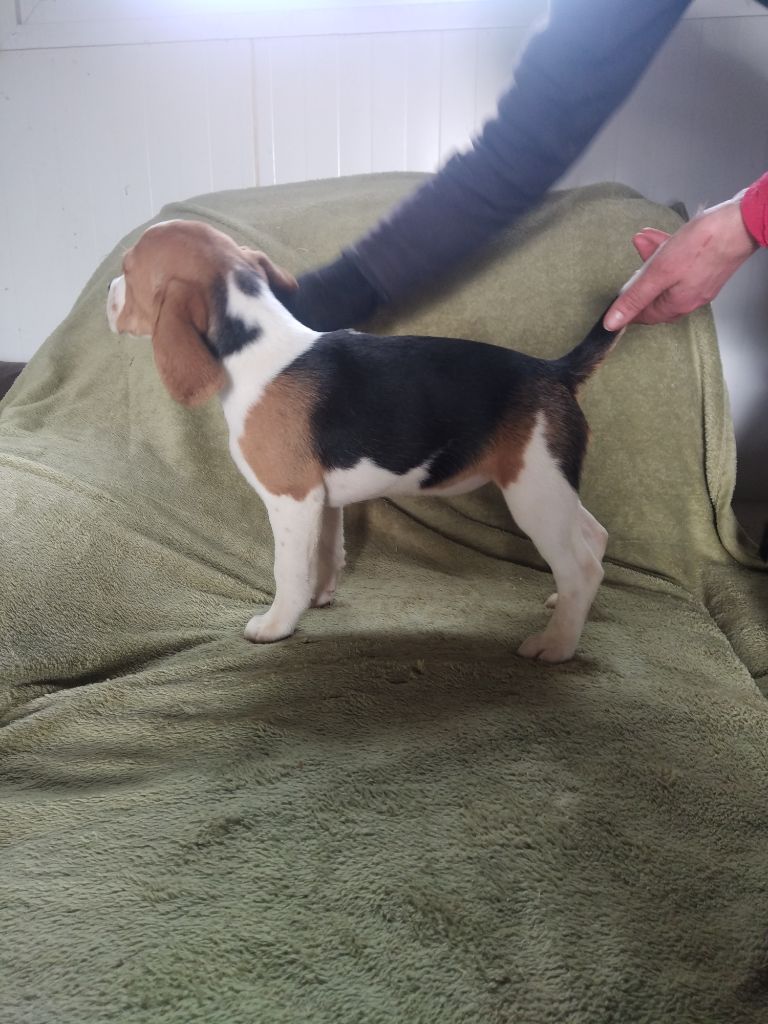 Chiot Beagle - CHIOT 4 Du Domaine Des Pattes Dorées