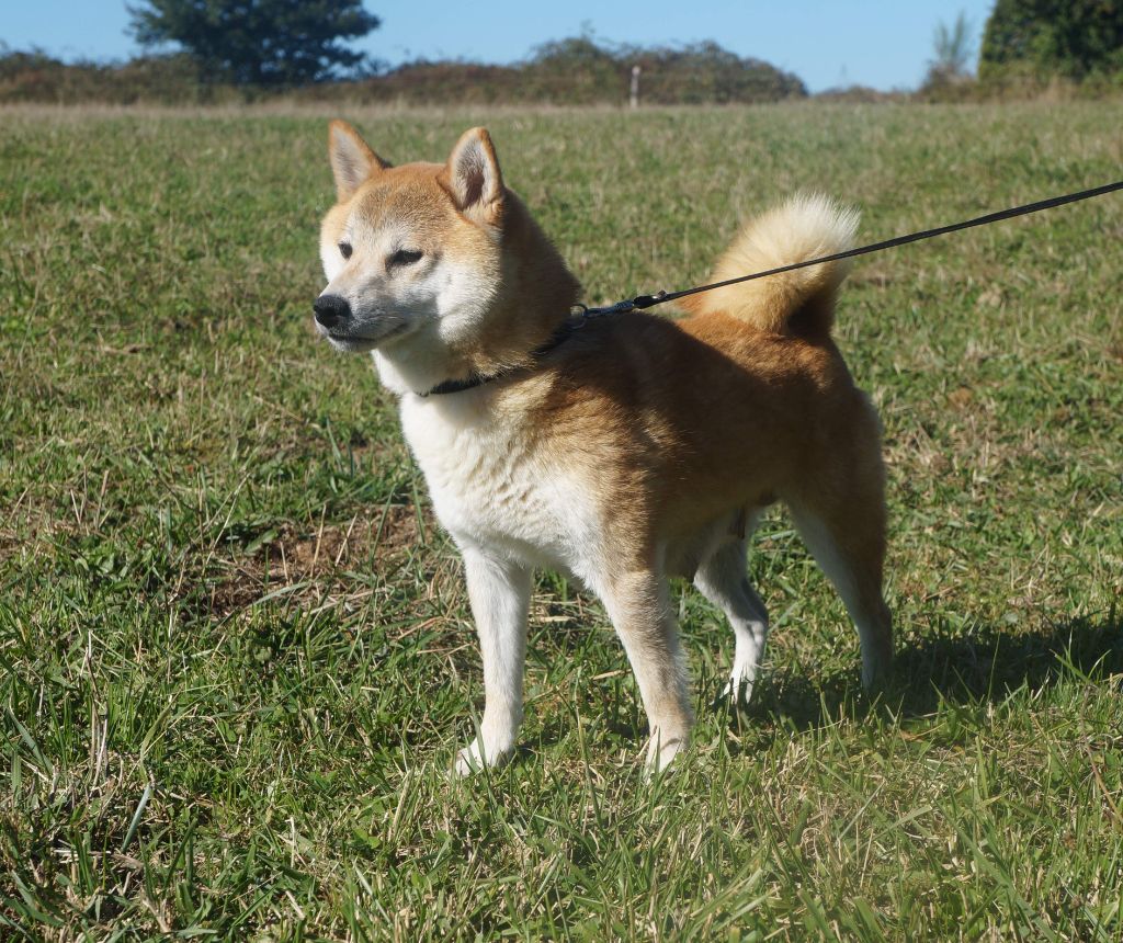Chien Shiba Okazaki De La Source Des Rochettes