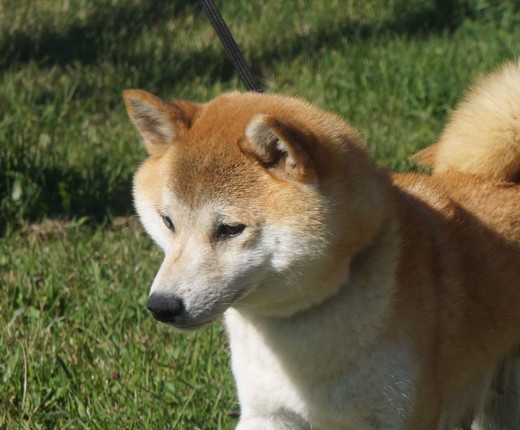 Chien Shiba Okazaki De La Source Des Rochettes