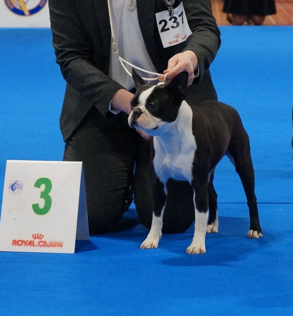 Chien Boston Terrier absolutely charming A starry night