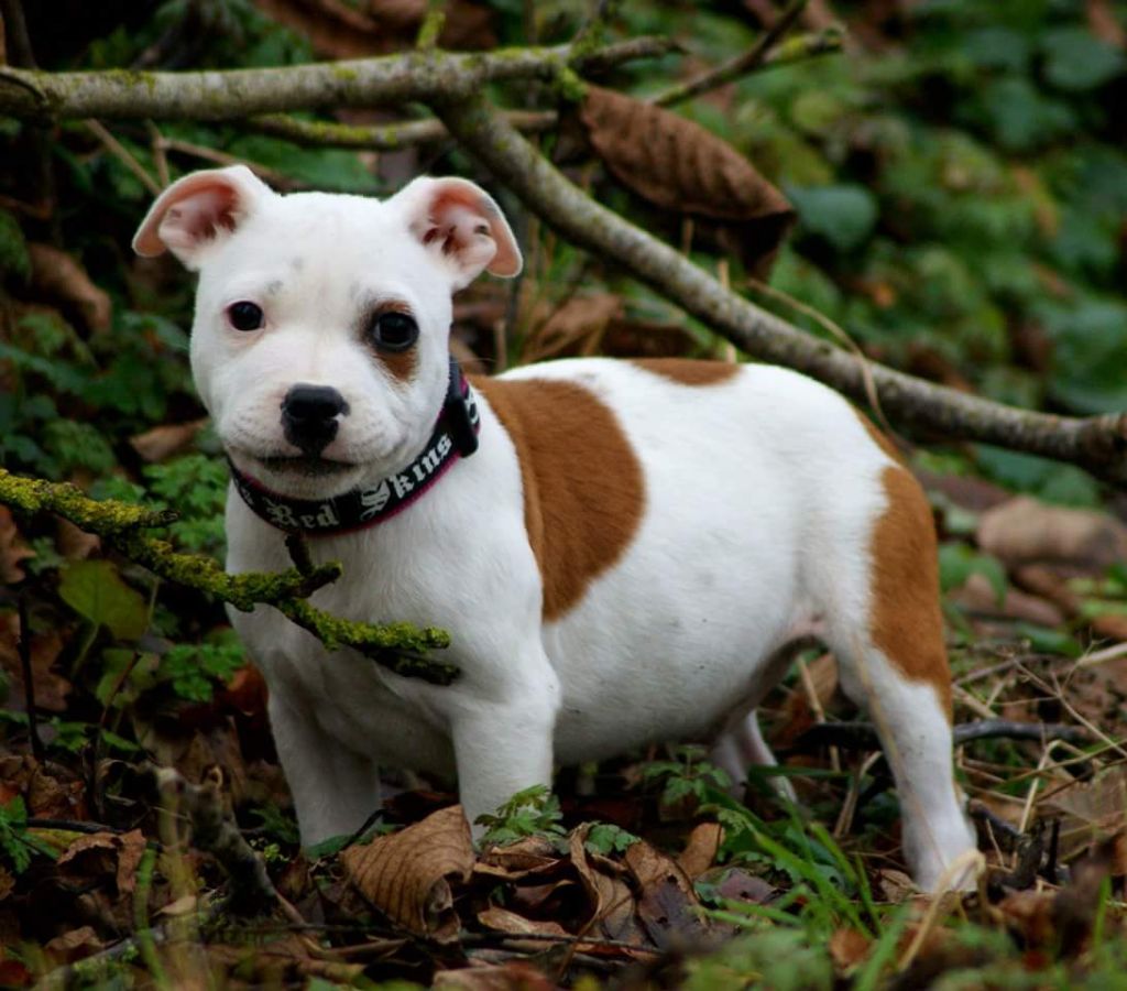 Chiot - Elevage Warriors Red Skins - staffie- staffy- Staffordshire ...
