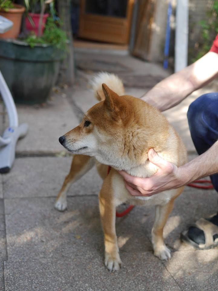 Chien Shiba Janette Des Roses De Charlemagne