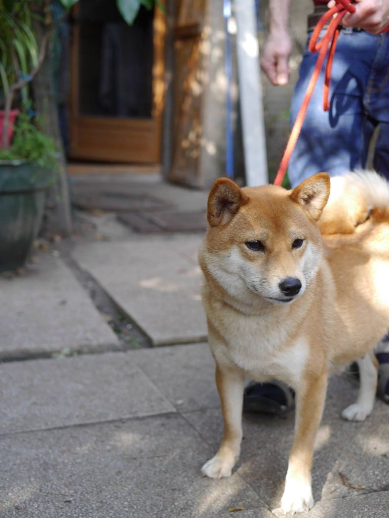 Chien Shiba Janette Des Roses De Charlemagne