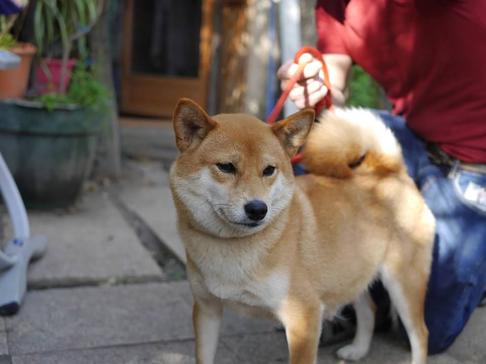 Chien Shiba Janette Des Roses De Charlemagne