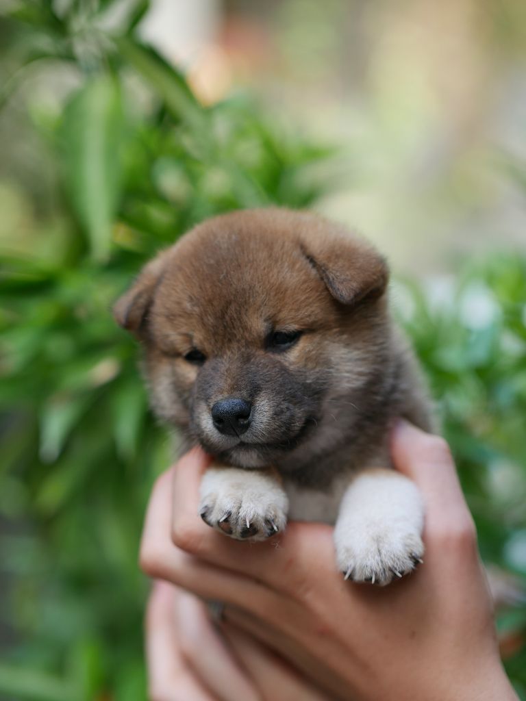Chiot Shiba - CHIOT 1 Des Roses De Charlemagne