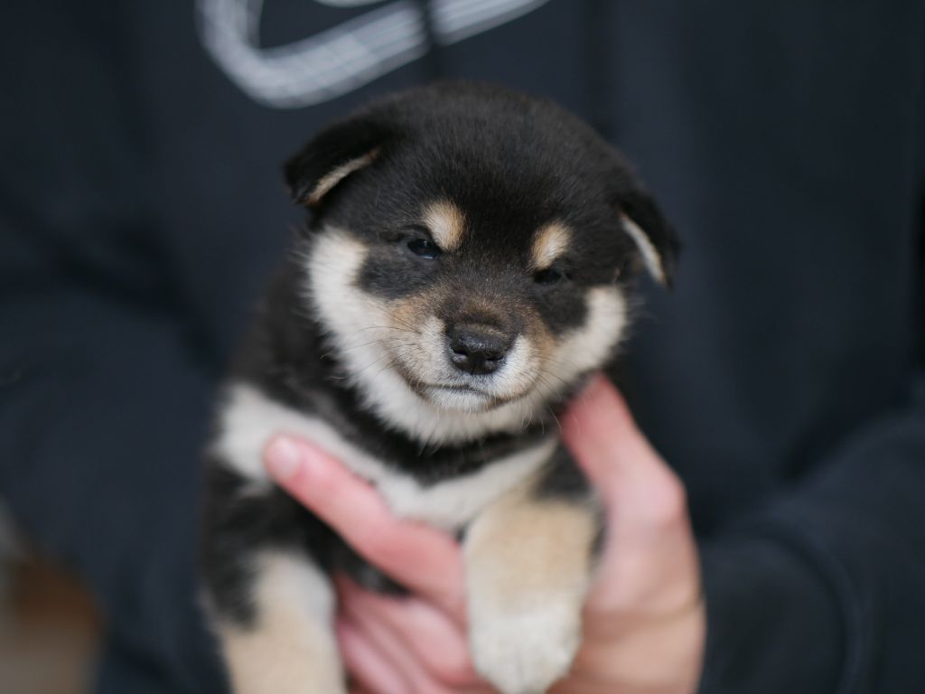 Chiot Shiba - CHIOT 2 Des Roses De Charlemagne