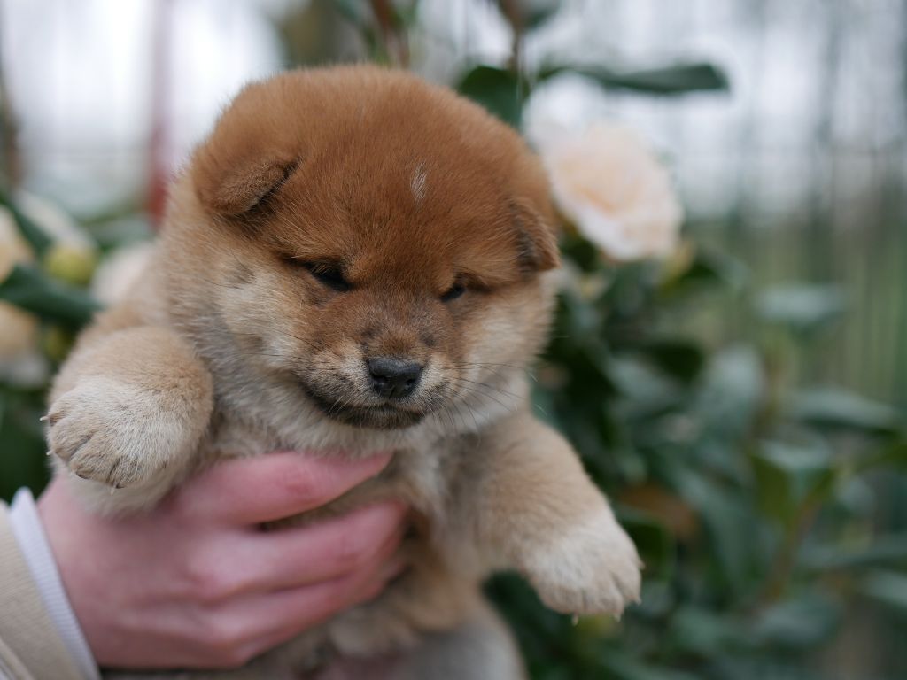 Chiot Shiba - CHIOT 1 Des Roses De Charlemagne