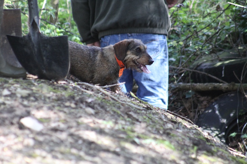 Photo - Elevage teckel poil dur chasse- rallye des amis du teckel ...