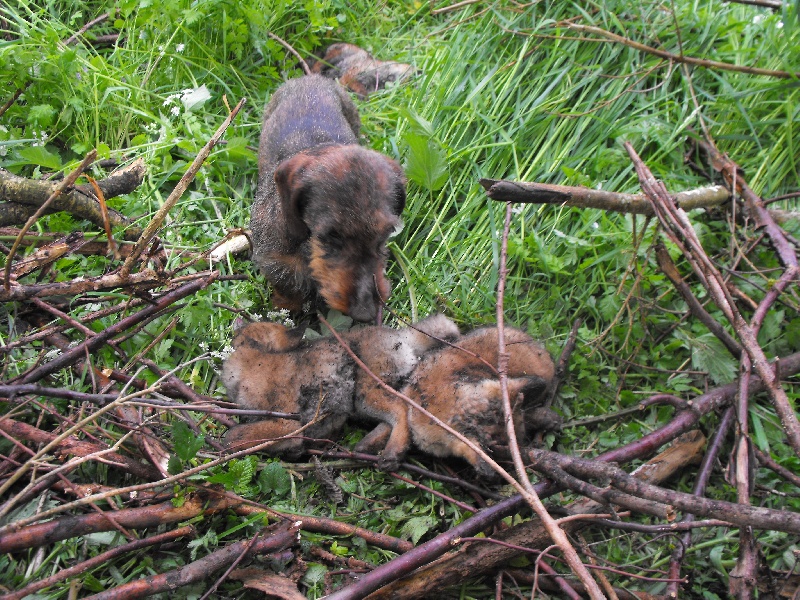 Photo - Elevage teckel poil dur chasse- rallye des amis du teckel ...