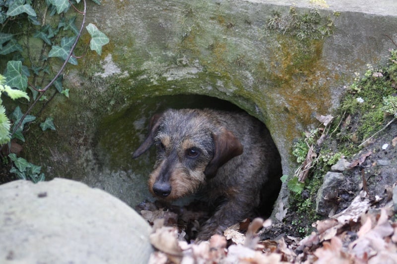 Photo - Elevage teckel poil dur chasse- rallye des amis du teckel ...