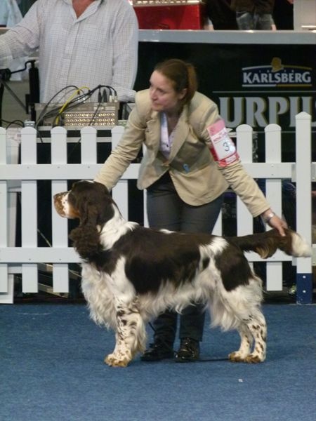 Chien English Springer Spaniel CH. Guns du clos d appé