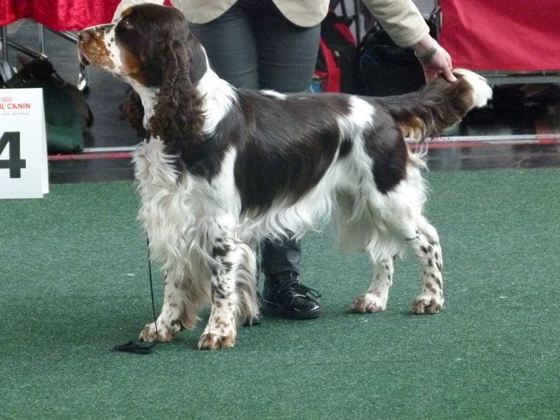 Chien English Springer Spaniel CH. Guns du clos d appé