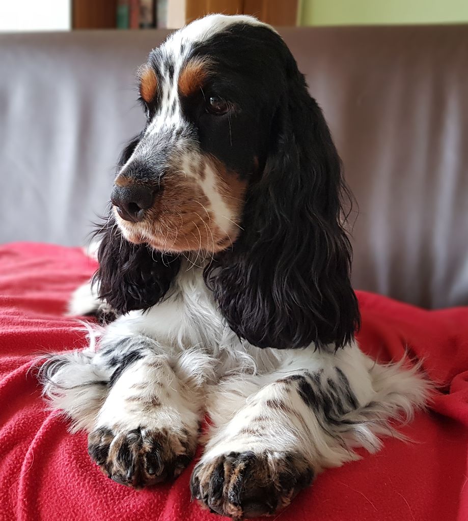 Accueil - Elevage du lagon d'amour - eleveur de chiens Cocker Spaniel ...